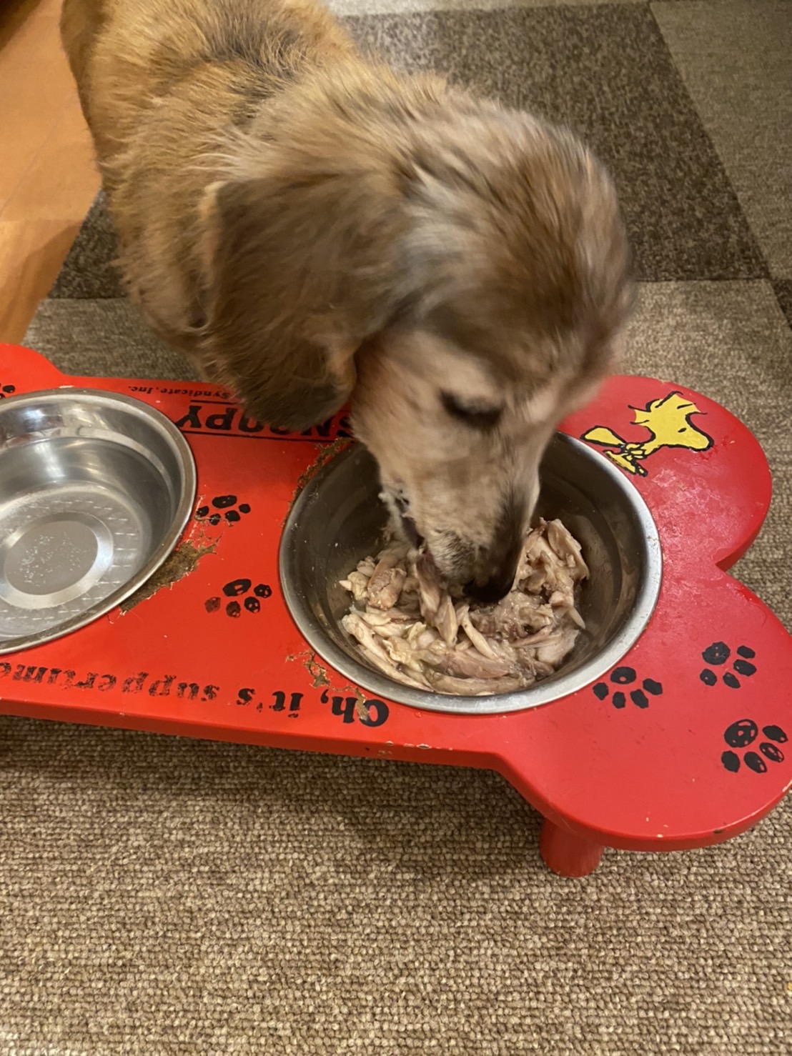 ドッグフード食べない"とさよなら！】Idea dog chef 体験レポご紹介① : Idea dog chef(イデアドッグシェフ)